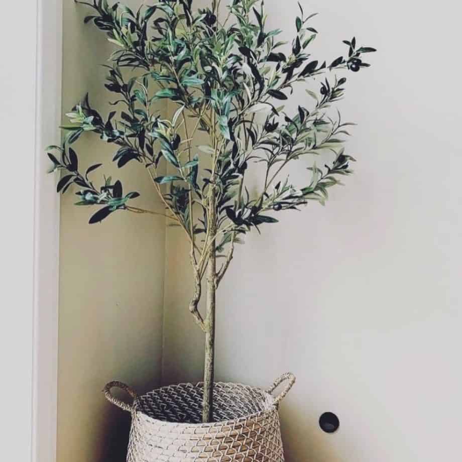 Olive Tree 1.5 Meters Tall - Coastal At Home